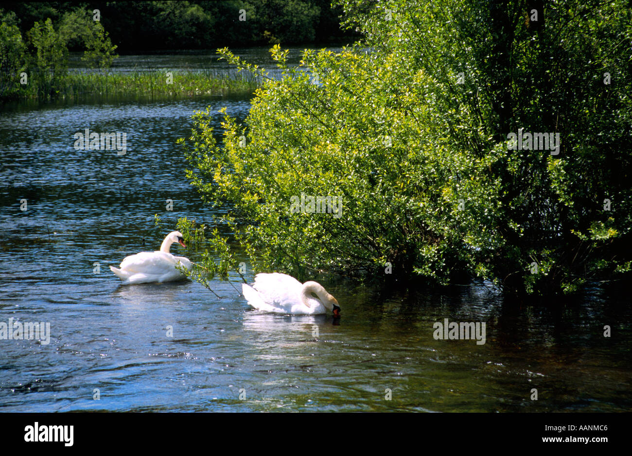 River cong mayo hi-res stock photography and images - Alamy