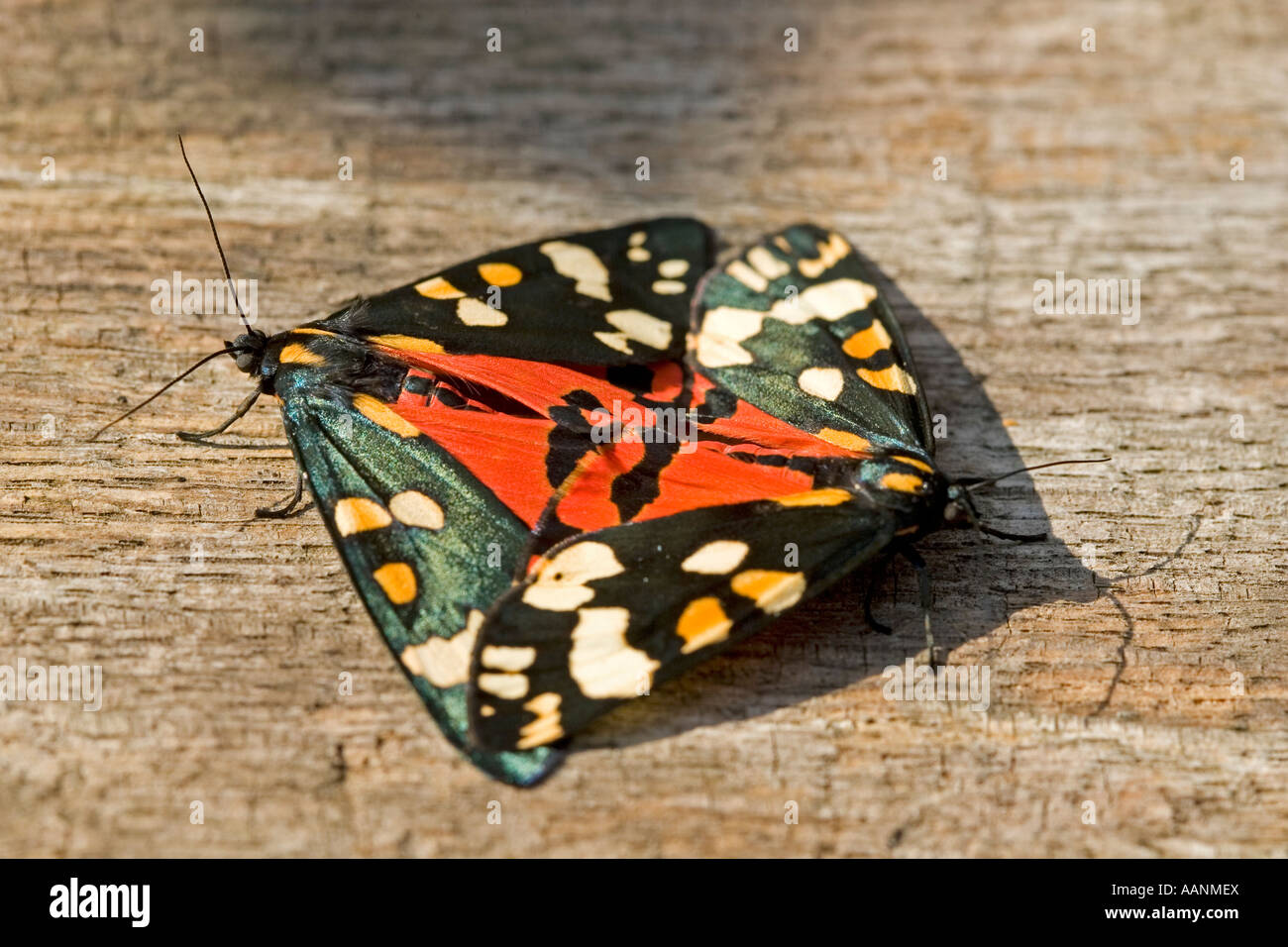 Scarlet Tiger Moths England UK Stock Photo - Alamy