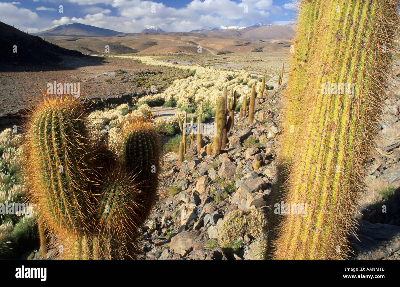 Cardon cactus at Rio Purifica, Atacama desert, Chile Stock Photo - Alamy