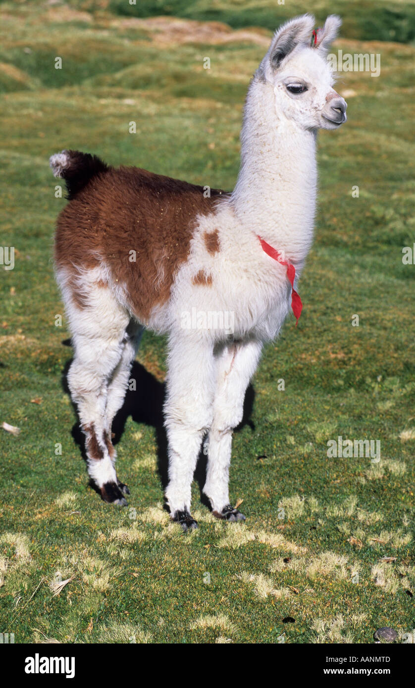Young alpaca standing on a meadow, Bolivia Stock Photo - Alamy