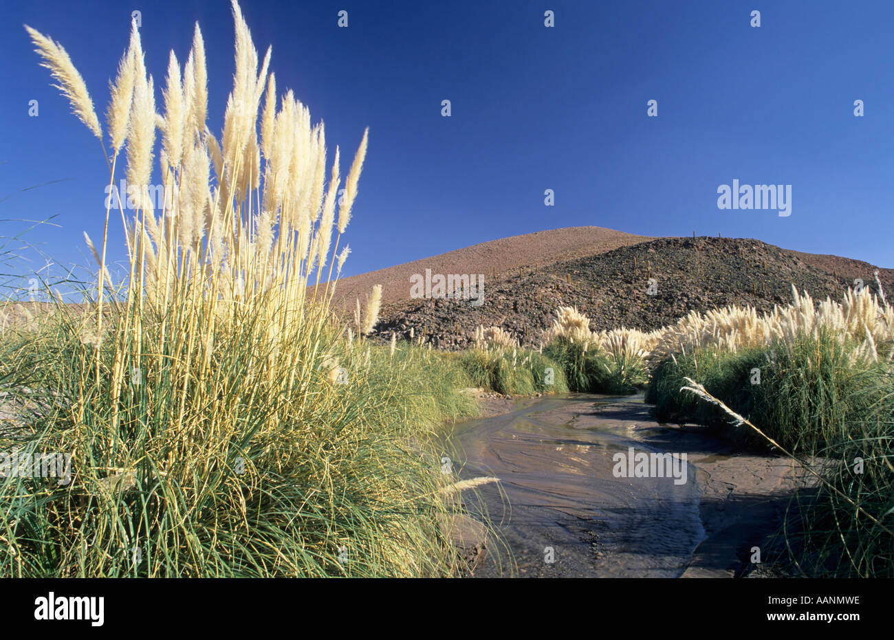 Pampas grass (lat. cortaderia selloana) at Rio Purifica, Atacama desert ...