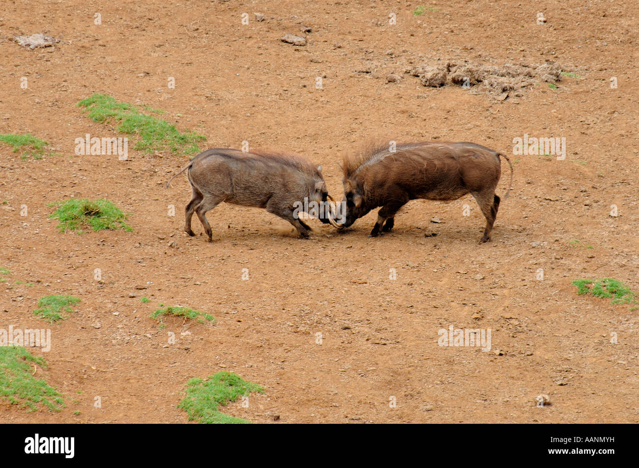 common warthog, savanna warthog (Phacochoerus africanus), fighting ...