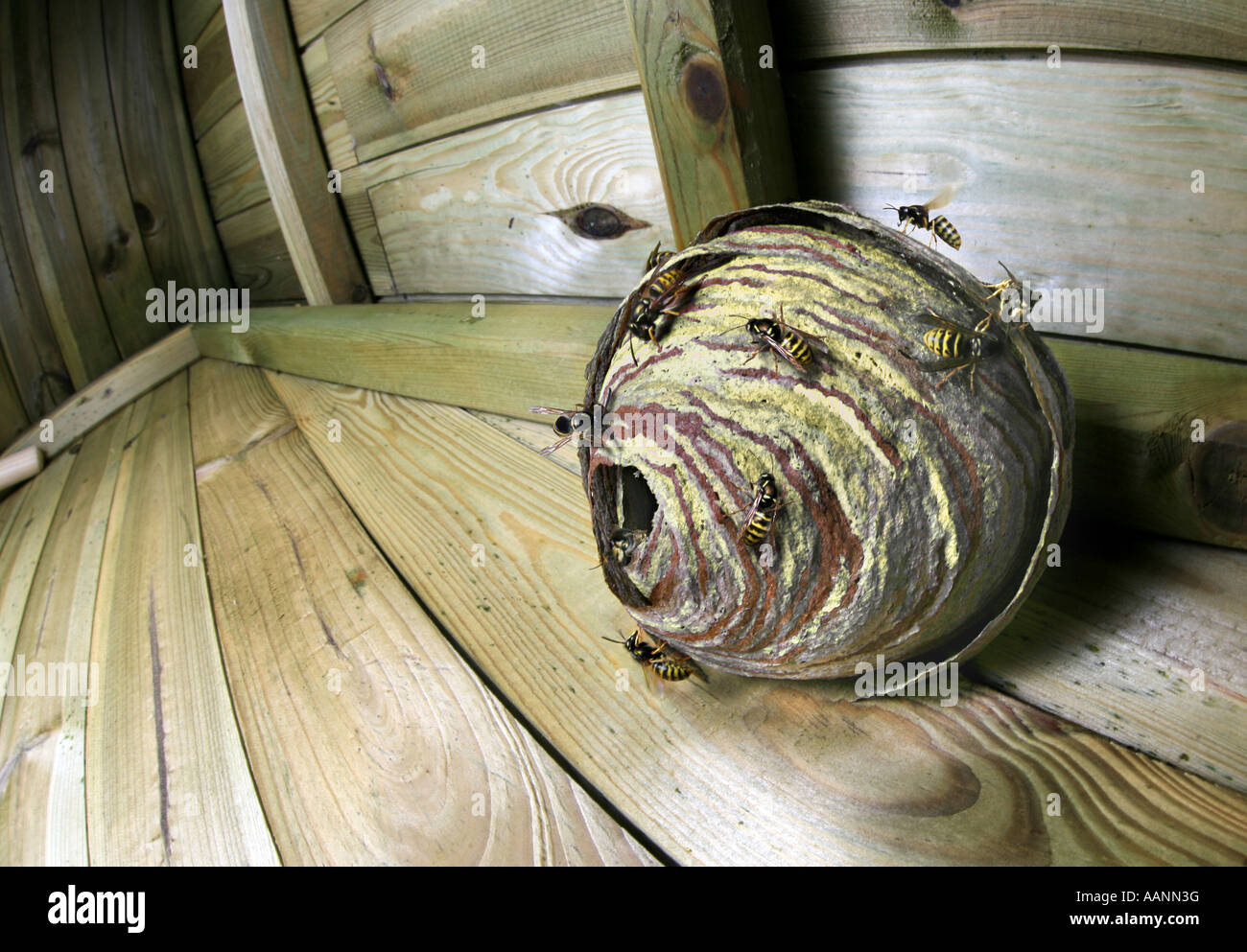 Saxon wasp (Dolichovespula saxonica), nest in summerhouse, Germany ...