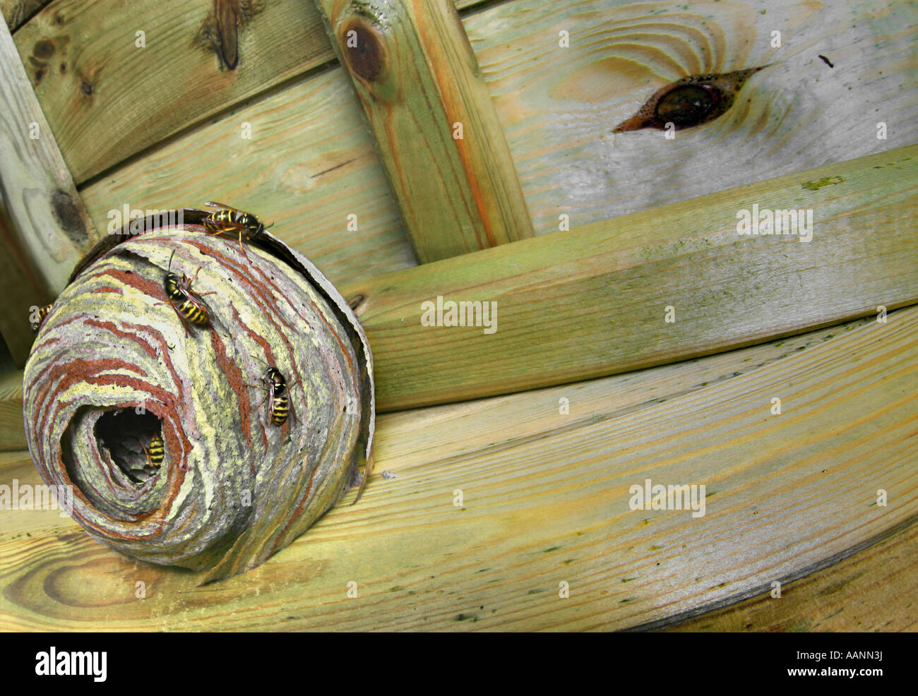 Saxon wasp (Dolichovespula saxonica), nest in summerhouse, Germany ...