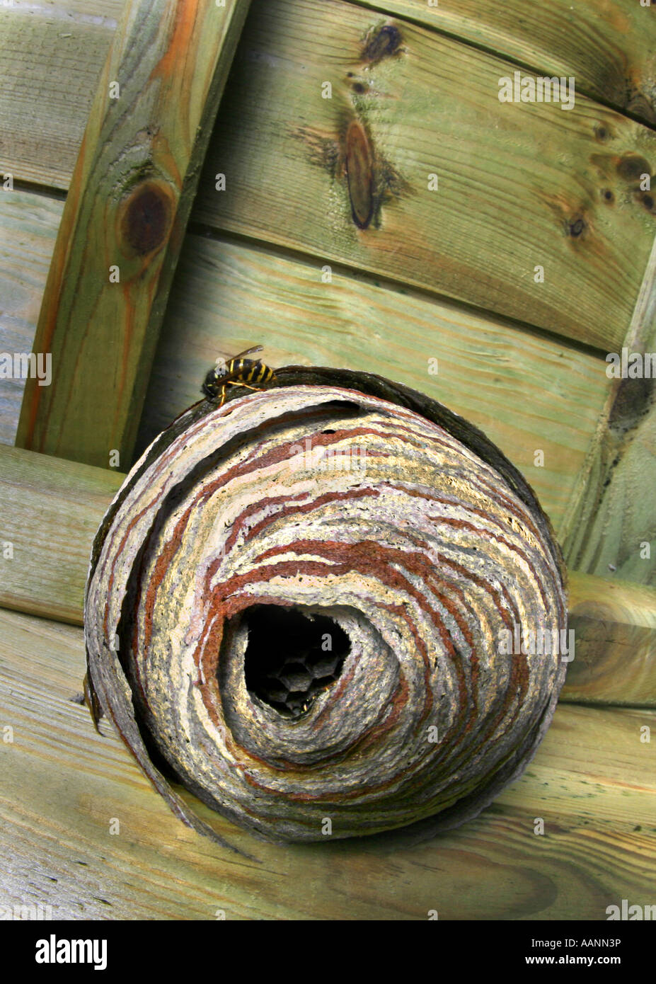 Saxon wasp (Dolichovespula saxonica), nest in summerhouse, Germany ...