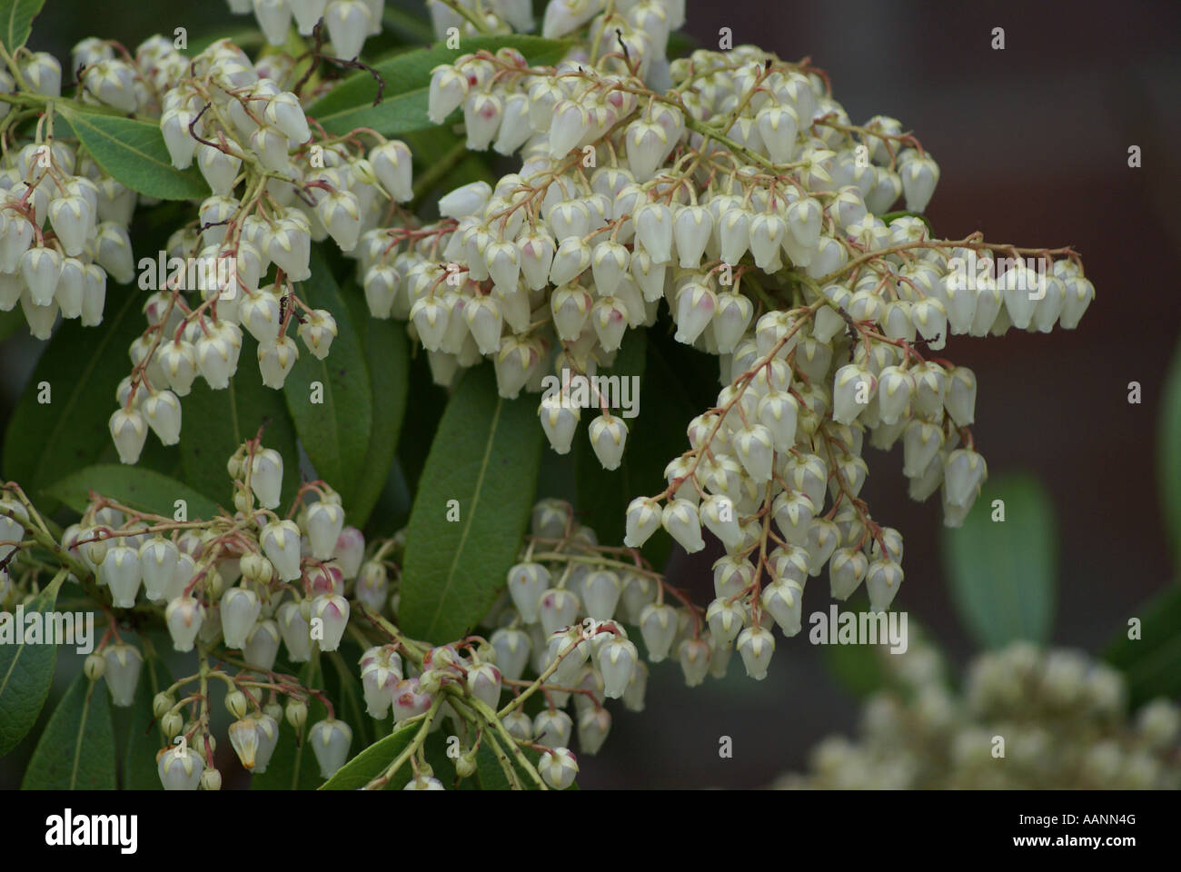 BUSH BELLS F011 - 0779 Stock Photo - Alamy