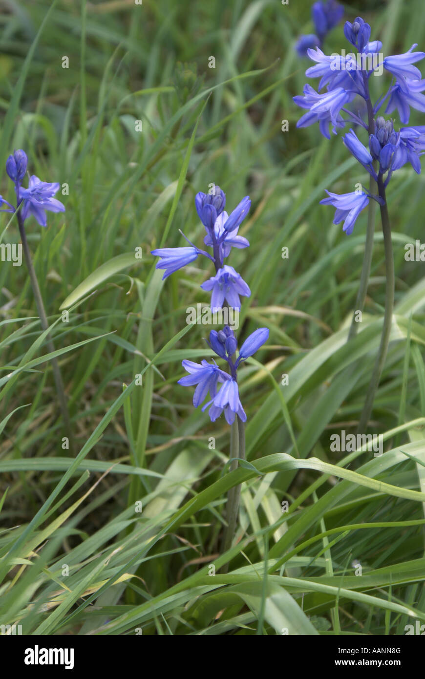BLUE BELLS 724 Stock Photo - Alamy