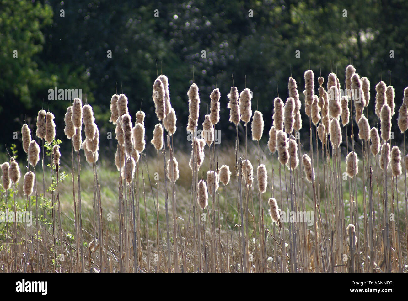 Bulrush root pond hi-res stock photography and images - Alamy