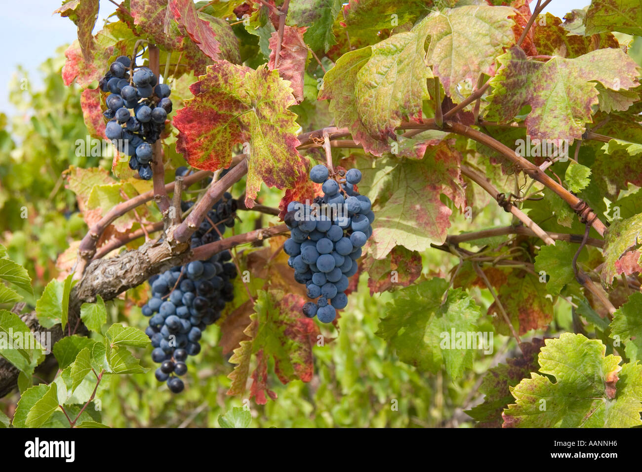 Vine vinifera hi-res stock photography and images - Alamy