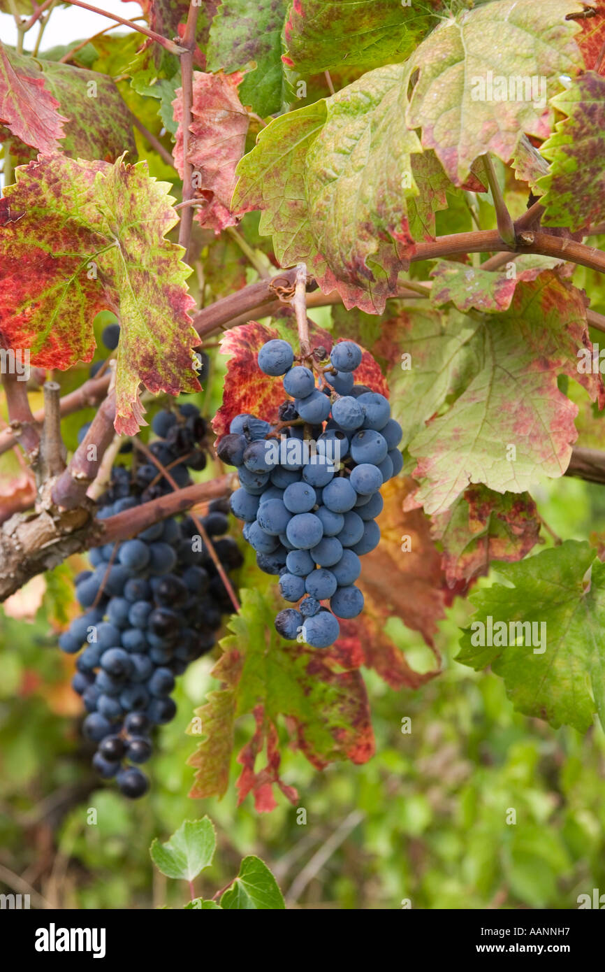 Vine vinifera hi-res stock photography and images - Alamy
