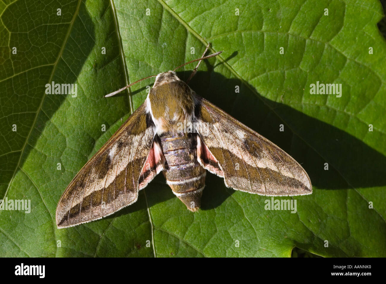 Celerio hi-res stock photography and images - Alamy