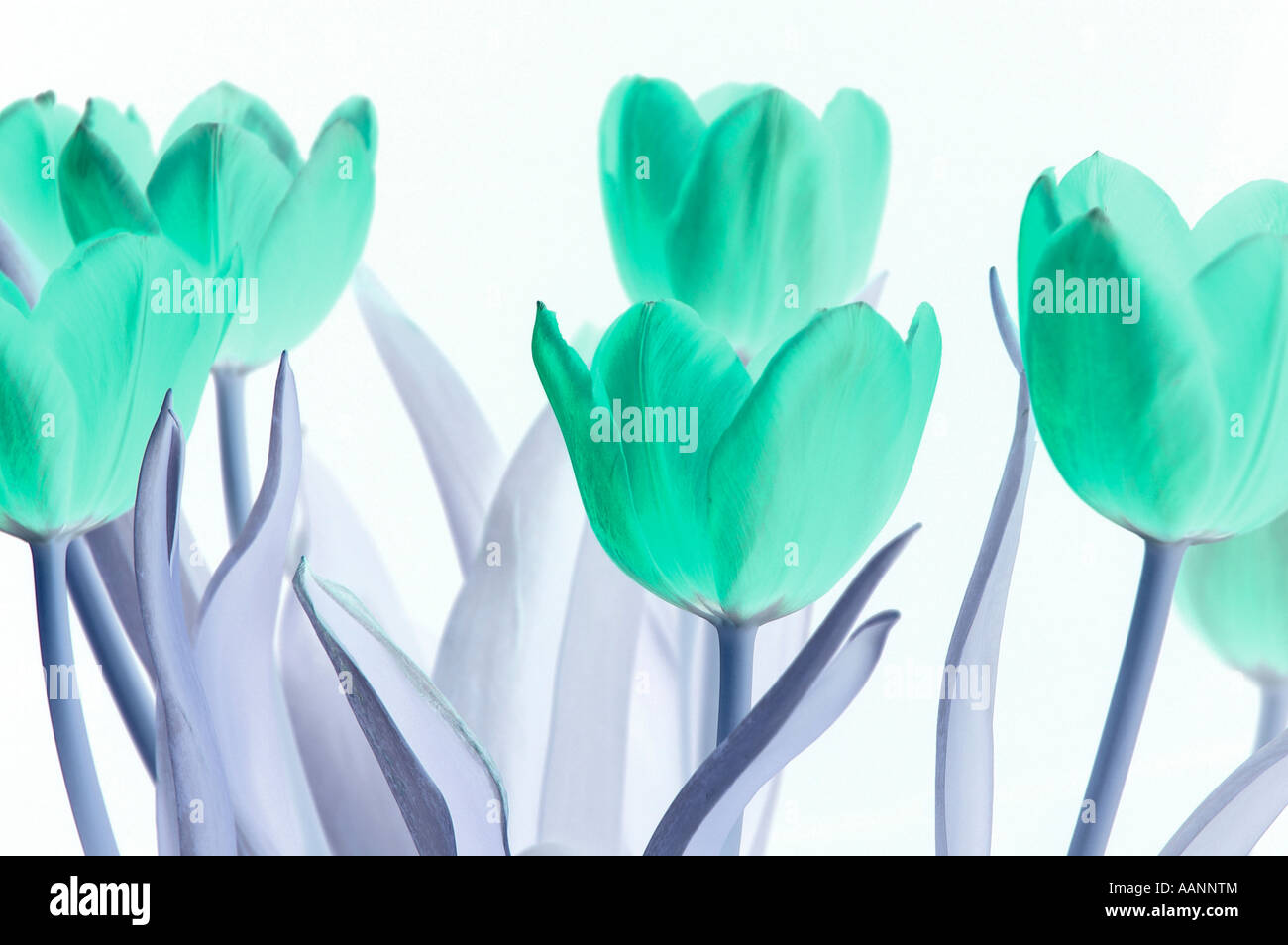 Inverted tulip hi-res stock photography and images - Alamy