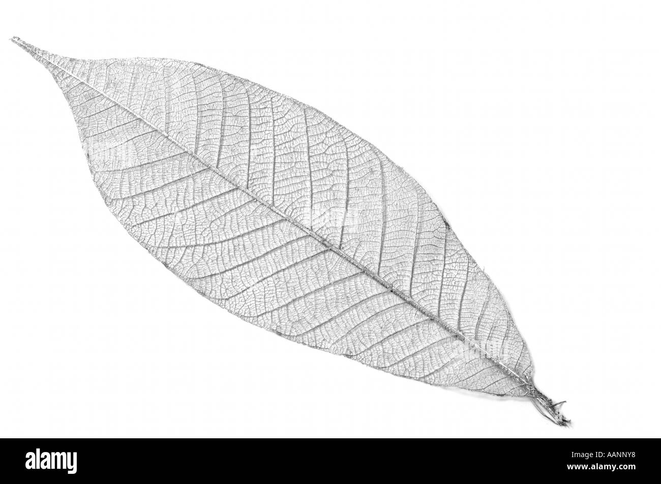 Skeletal leaf Black and White Stock Photos & Images - Alamy