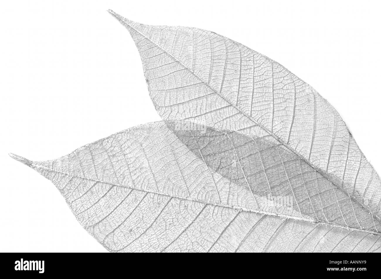 Delicate skeletal structure hi-res stock photography and images - Alamy