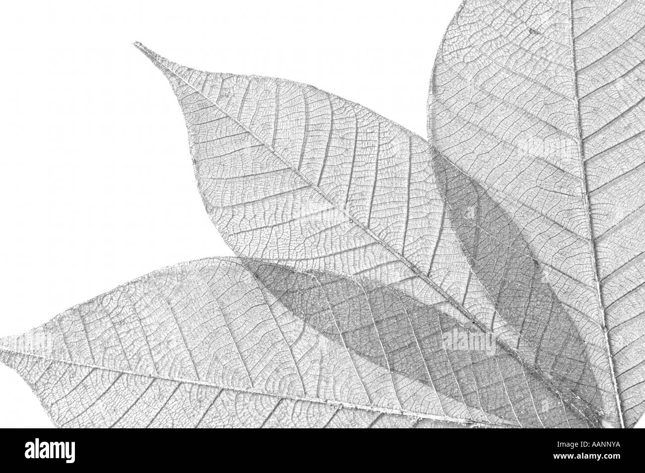 Skeleton leaves hi-res stock photography and images - Alamy