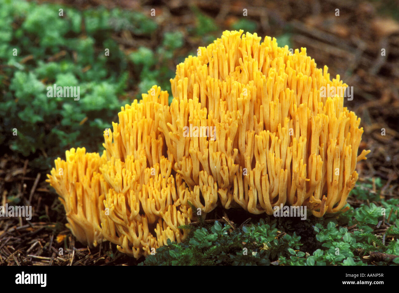Coral Fughus (Ramaria corrugata, Ramaria invalii, Ramaria eumorpha ...