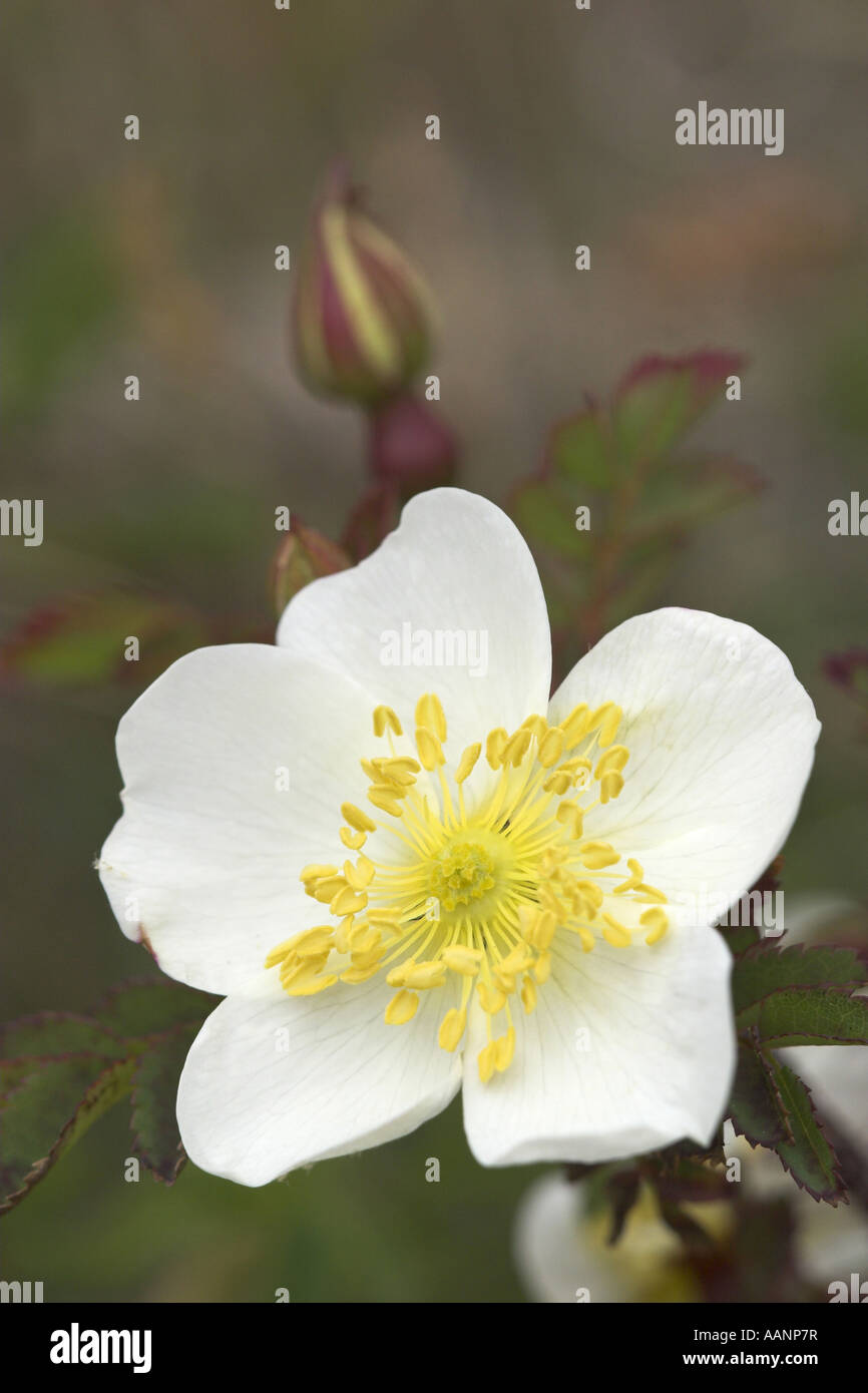 burnet rose (Rosa spinosissima, Rosa pimpinellifolia), flower ...