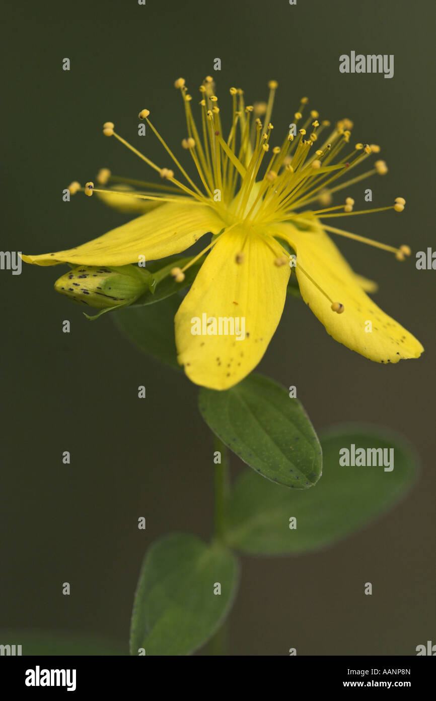 Western st johns wort hi-res stock photography and images - Alamy