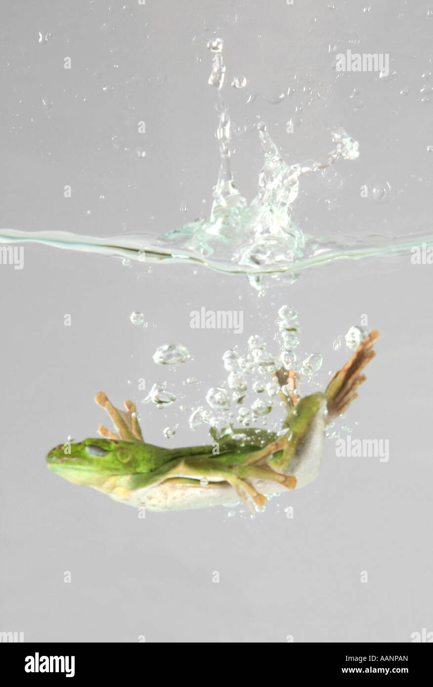 Blanford's whipping frog, asian gliding tree frog, asian gliding ...