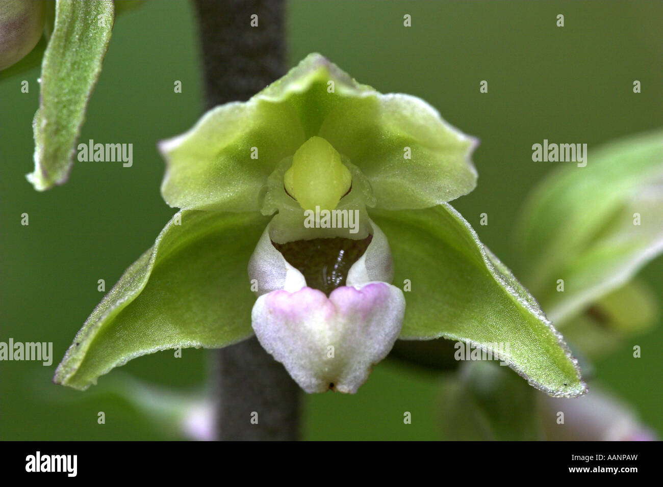 helleborine (Epipactis muelleri), flower, Germany, Baden-Wuerttemberg ...