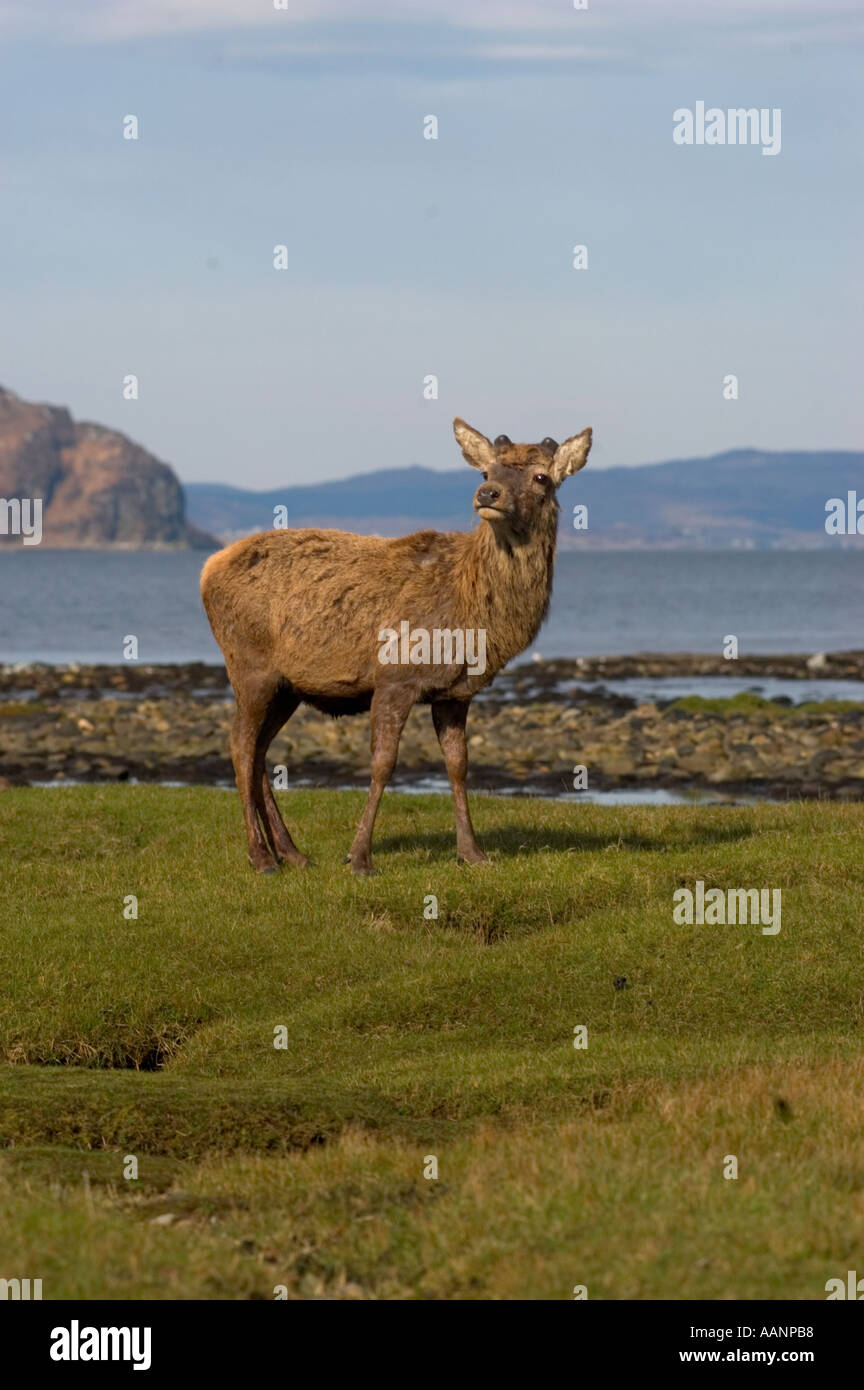 Portrait red deer stag hi-res stock photography and images - Alamy