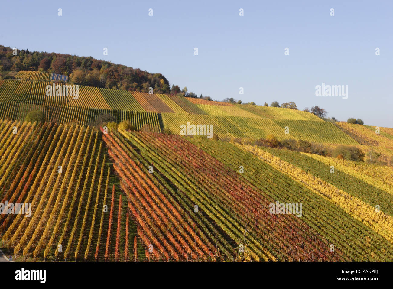 grape-vine, vine (Vitis vinifera), vineyard, Germany, Baden ...