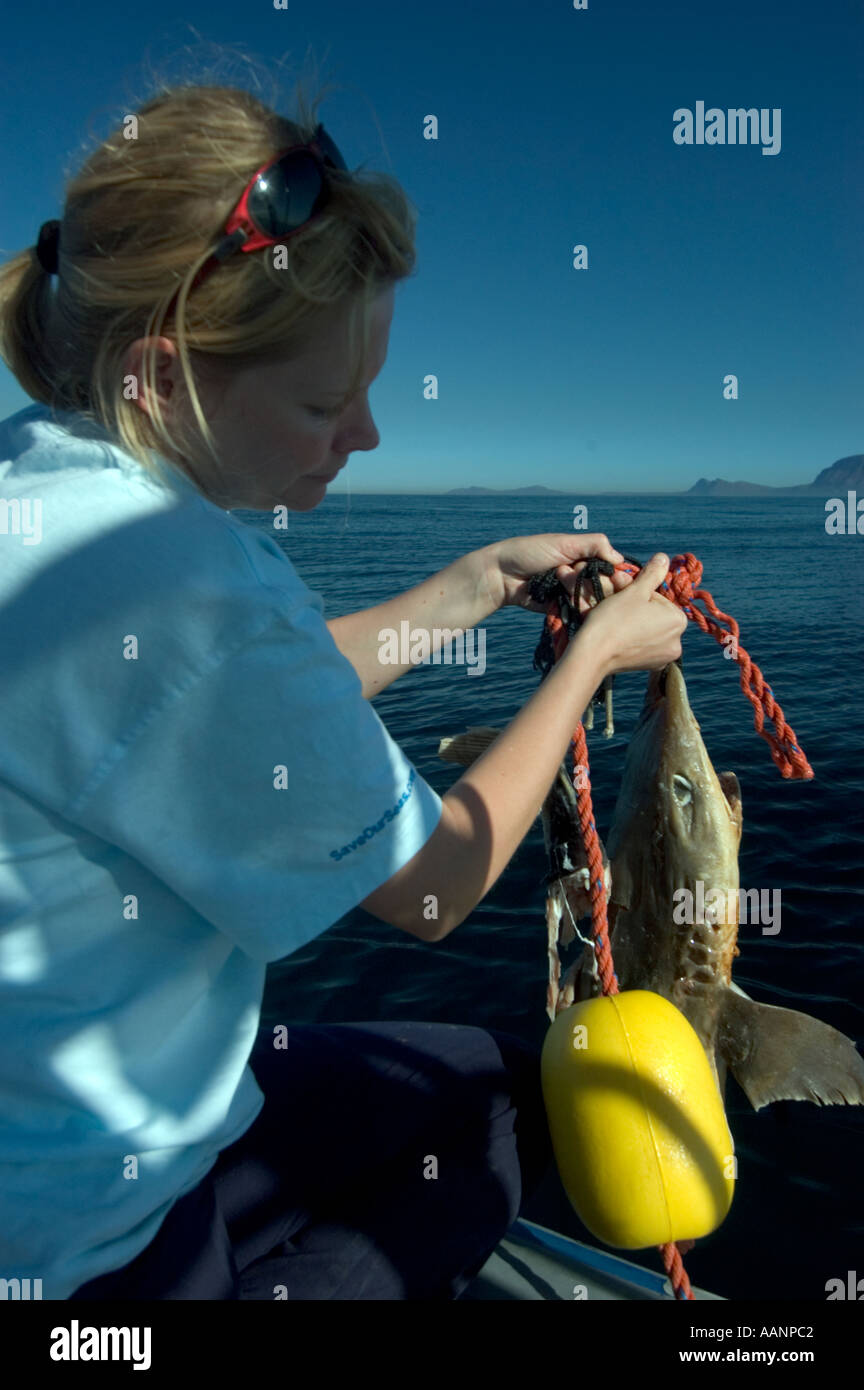 Marine Biologist researcher Alison Kock prepares bait for great white ...