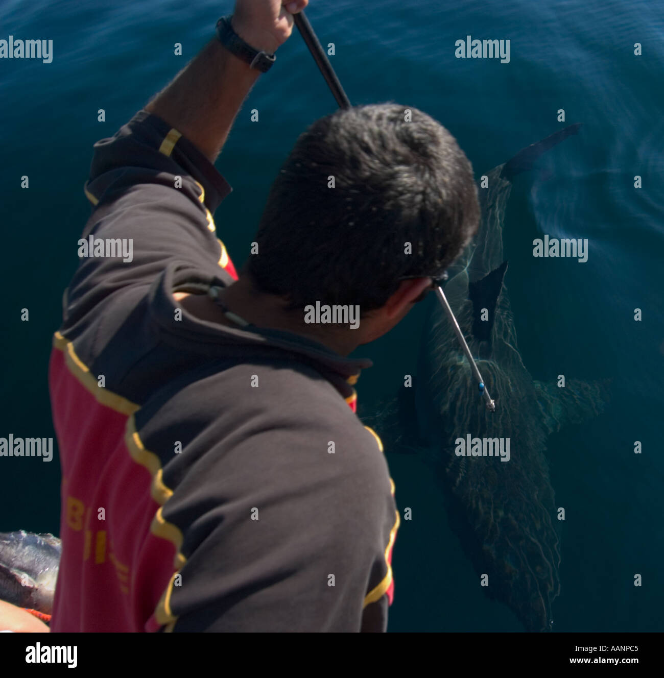 Scientists tagging great white shark Ryan Johnson in False bay south ...