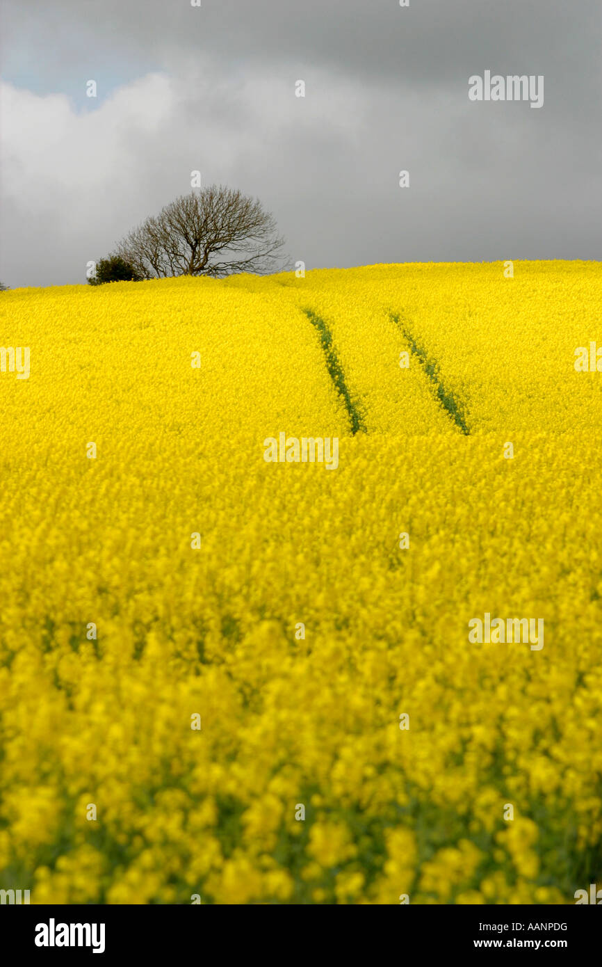 Field of oil seed rape in Galloway Scotland Stock Photo - Alamy