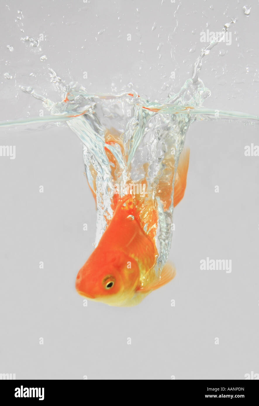 goldfish, common carp, fantail (Carassius auratus auratus), jumping ...