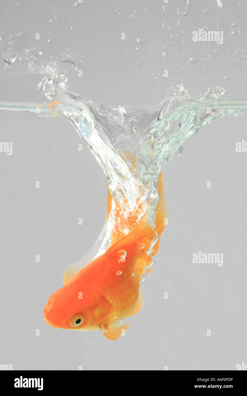 goldfish, common carp, fantail (Carassius auratus auratus), jumping ...