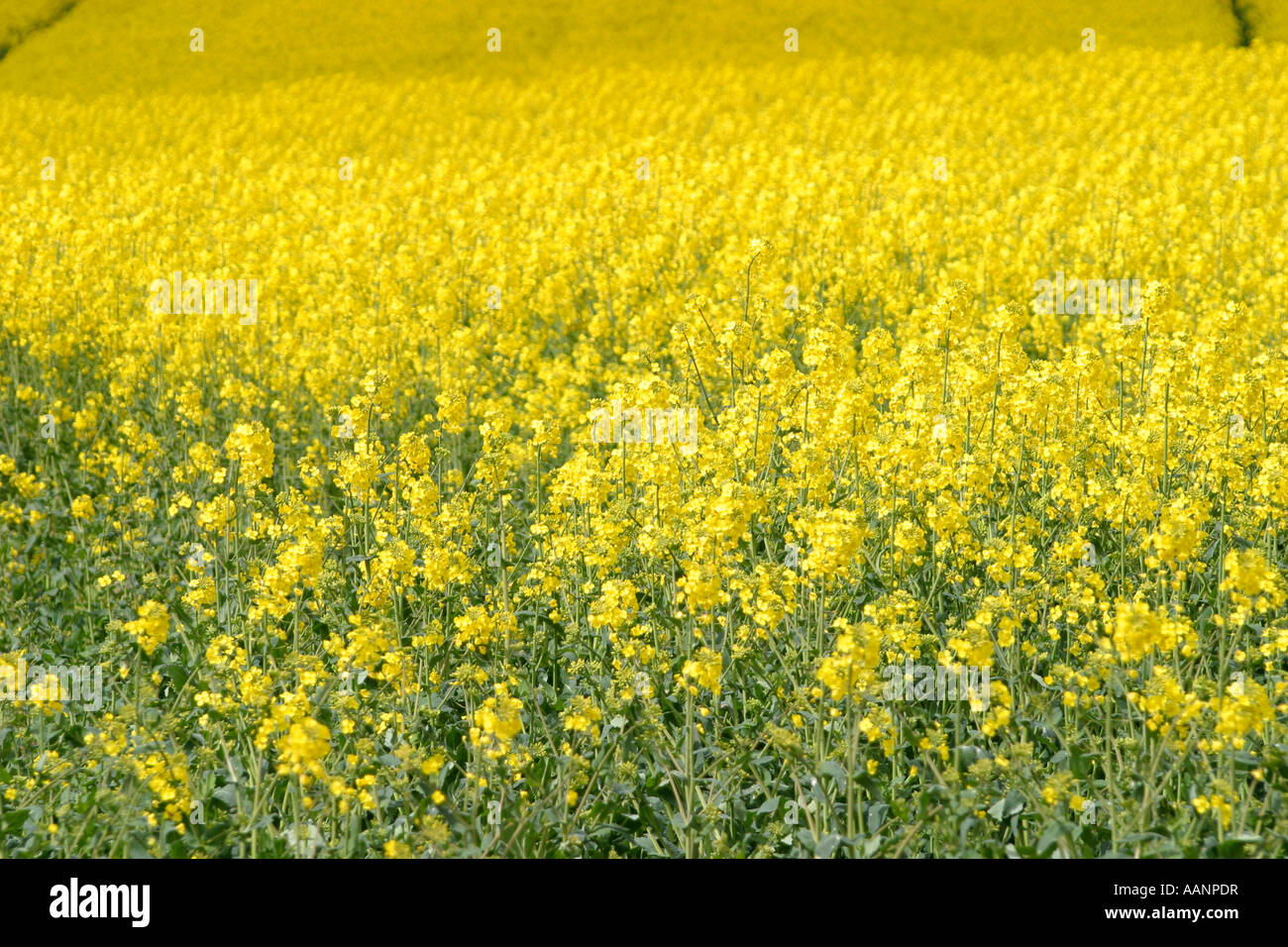 Field of oil seed rape in Galloway Scotland Stock Photo - Alamy