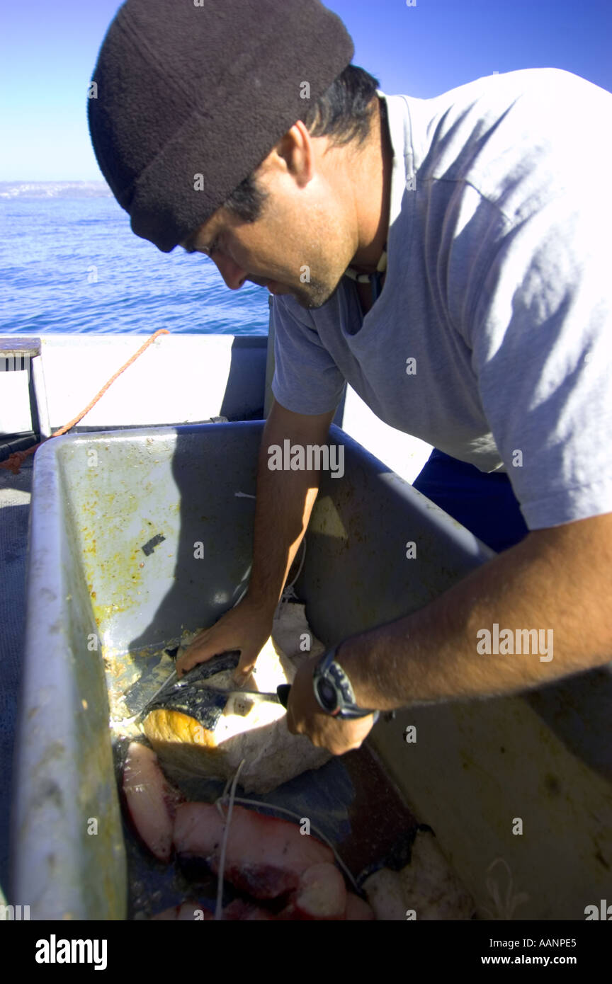 Marine Biologist preparing dead whale meat as bait for Great white ...