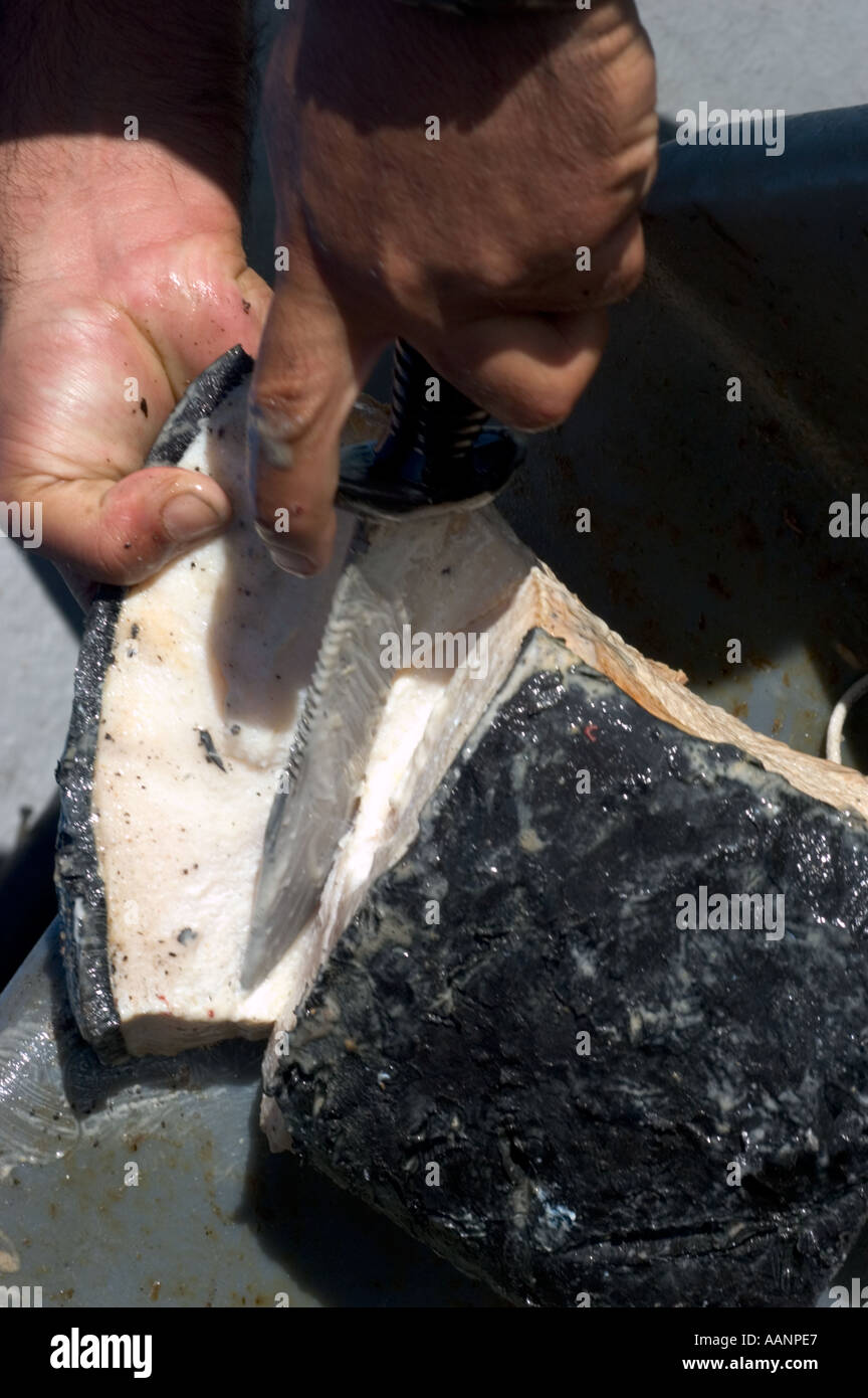 Researcher tagging a whale shark hi-res stock photography and images ...