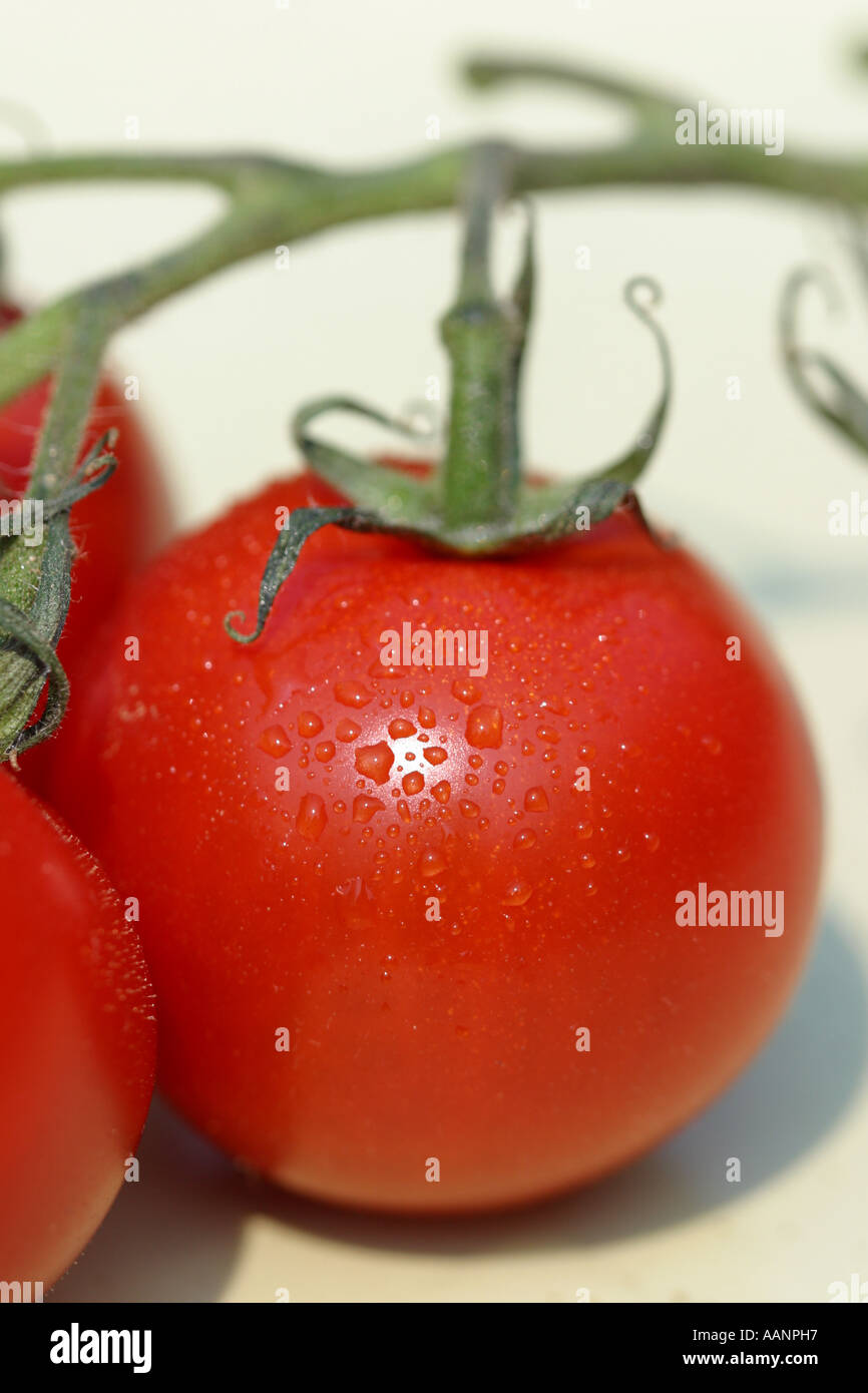Tomato fresh ripe red on the vine Stock Photo - Alamy