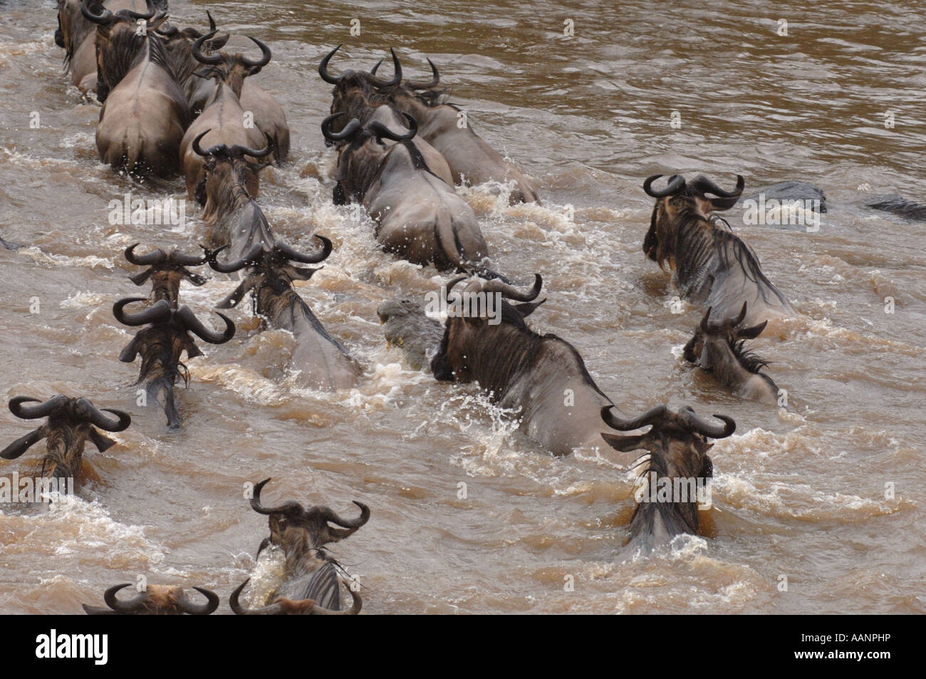 Crocodylus niloticus running hi-res stock photography and images - Alamy
