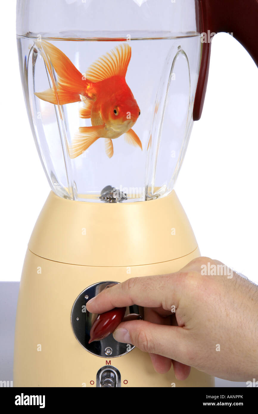 goldfish, common carp, fantail (Carassius auratus auratus), in mixer ...