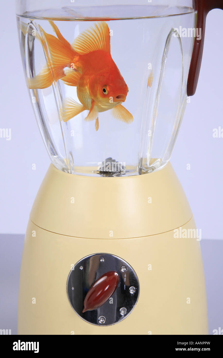 goldfish, common carp, fantail (Carassius auratus auratus), in mixer ...