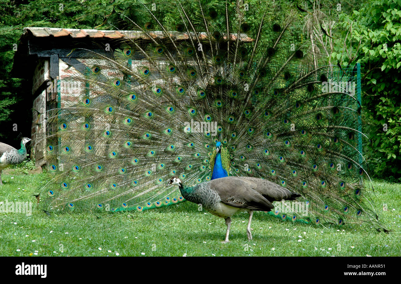 Peacock and peahen hi-res stock photography and images - Alamy