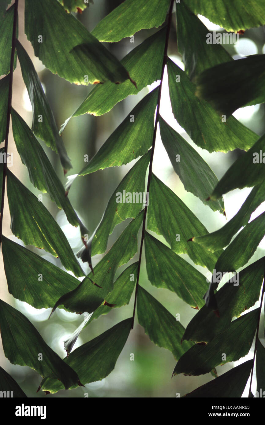 Caryota hi-res stock photography and images - Alamy