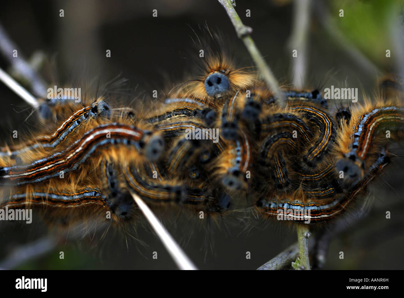 The lackey moth hi-res stock photography and images - Alamy