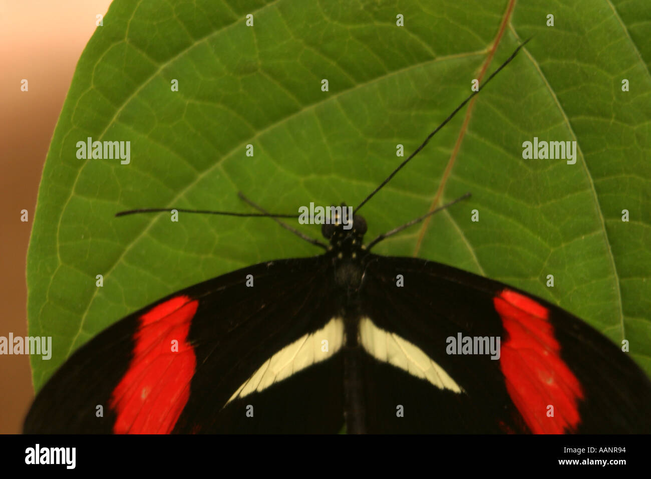 Wings forewings hi-res stock photography and images - Alamy