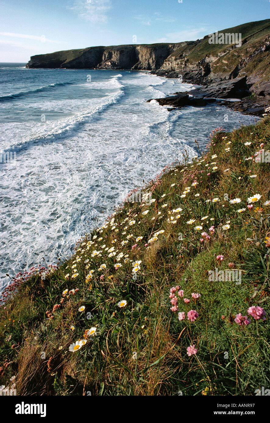 SEA AND CLIFFS WITH WILD FLOWERS NR BOSCASTLE CORNWALL UK Stock Photo ...