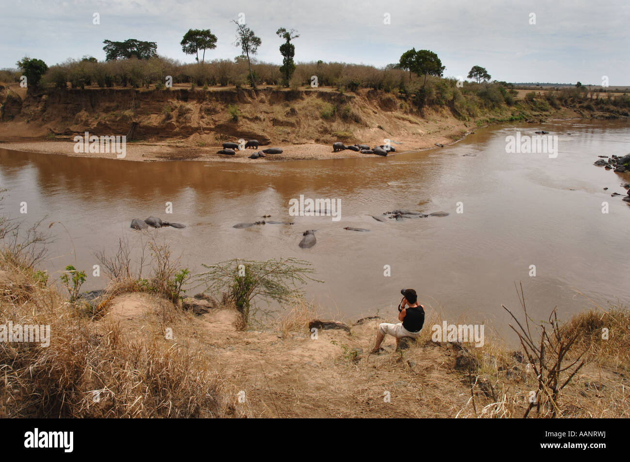 Hippo Hippopotamus Amphibius Rear View High Resolution Stock ...