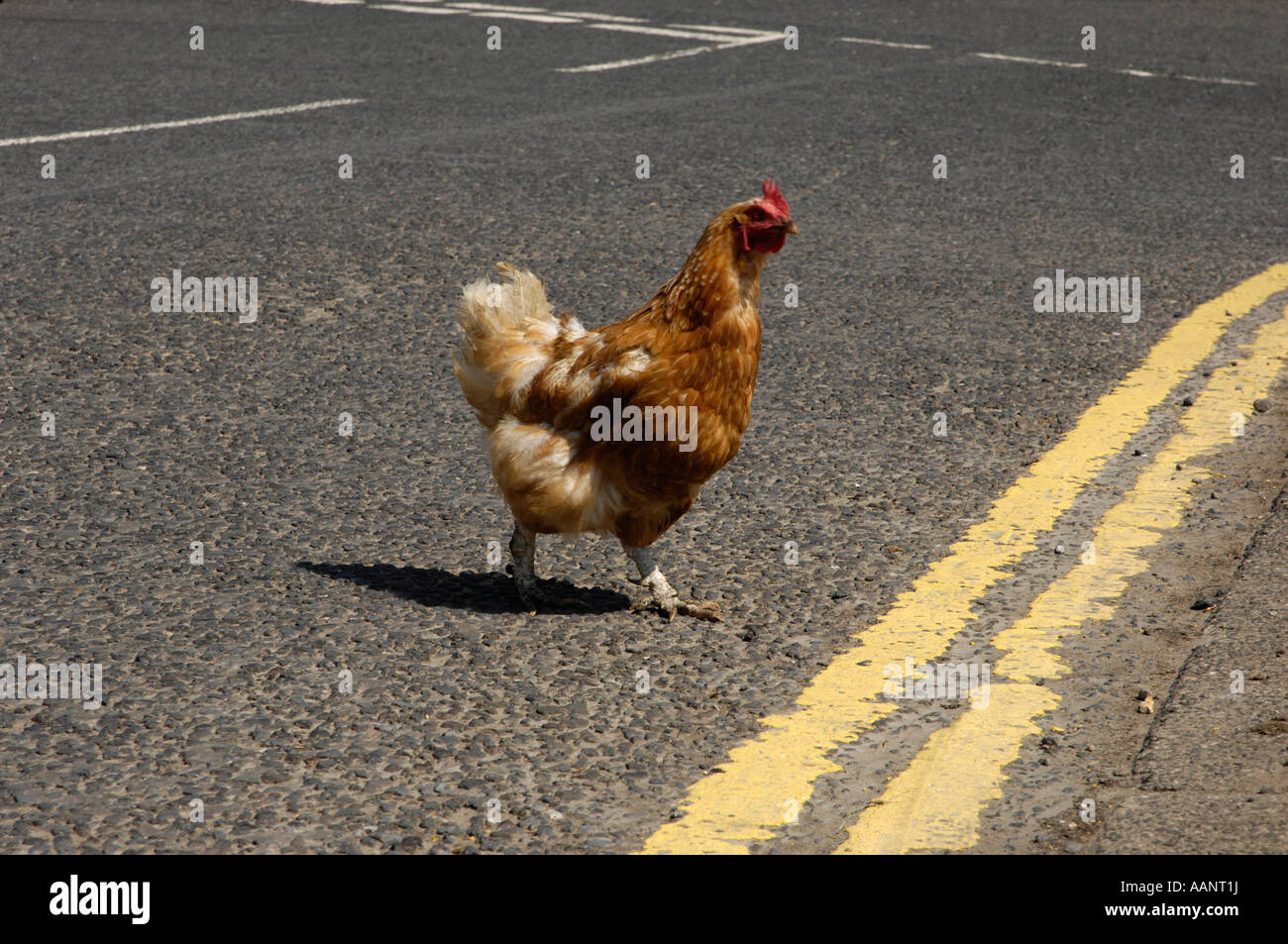 Chicken Crossing The Road High Resolution Stock Photography and Images ...