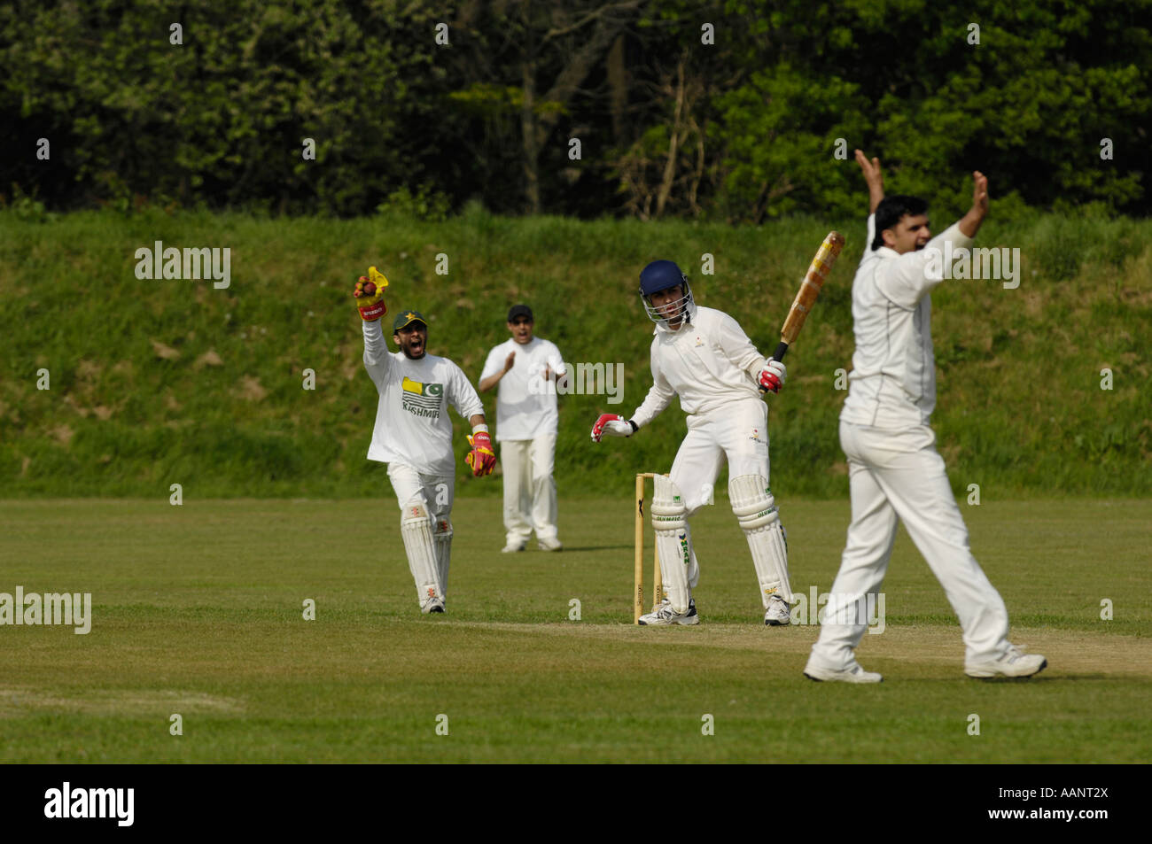 Cricket cricketers appeal hi-res stock photography and images - Alamy