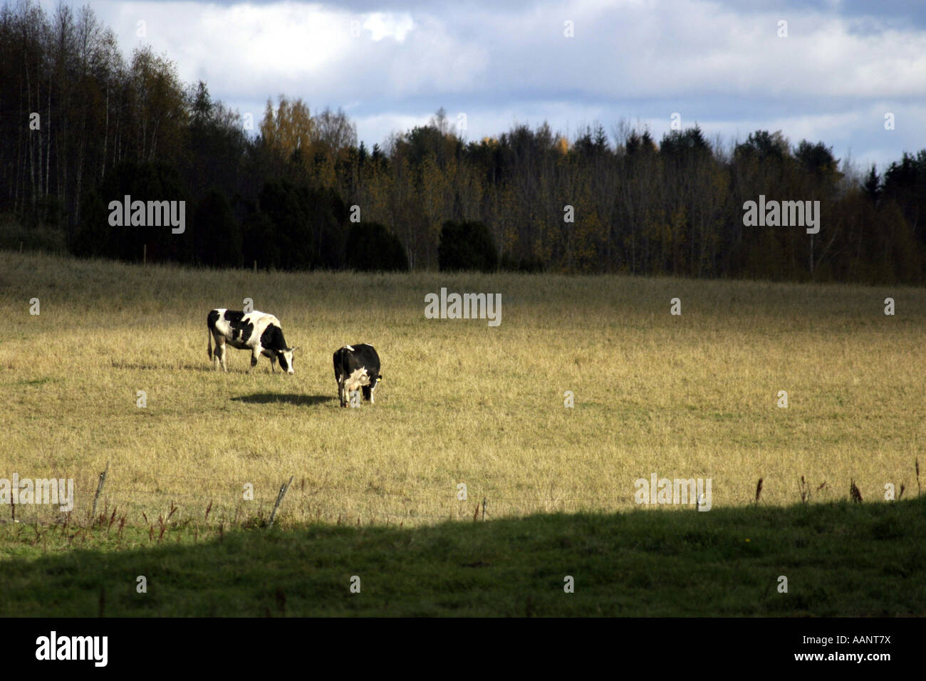 domestic cattle (Bos primigenius f. taurus), cows on pasture, Finland ...