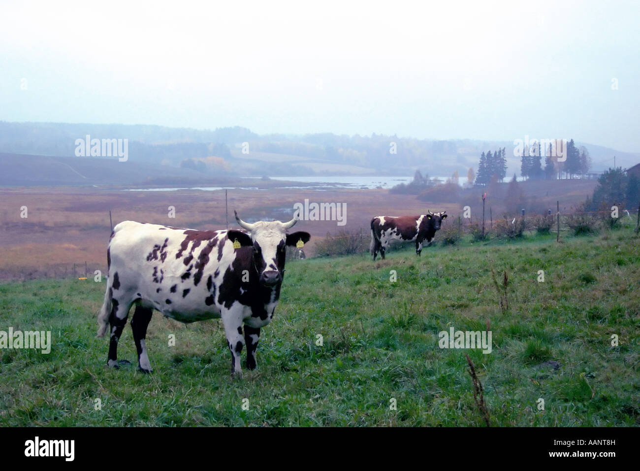Finland cows lakes hi-res stock photography and images - Alamy