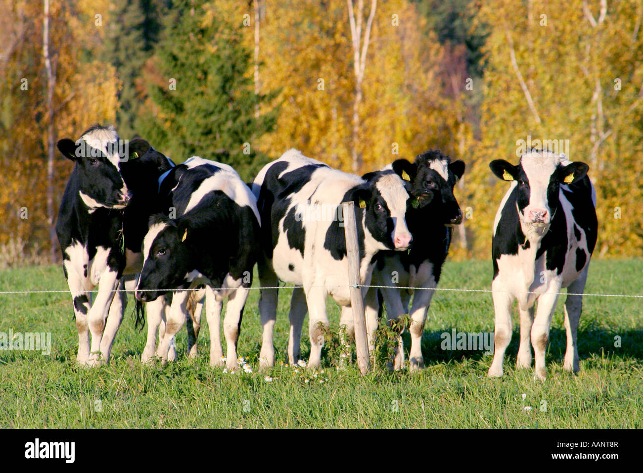 domestic cattle (Bos primigenius f. taurus), Cows in Haemeenkyroe ...