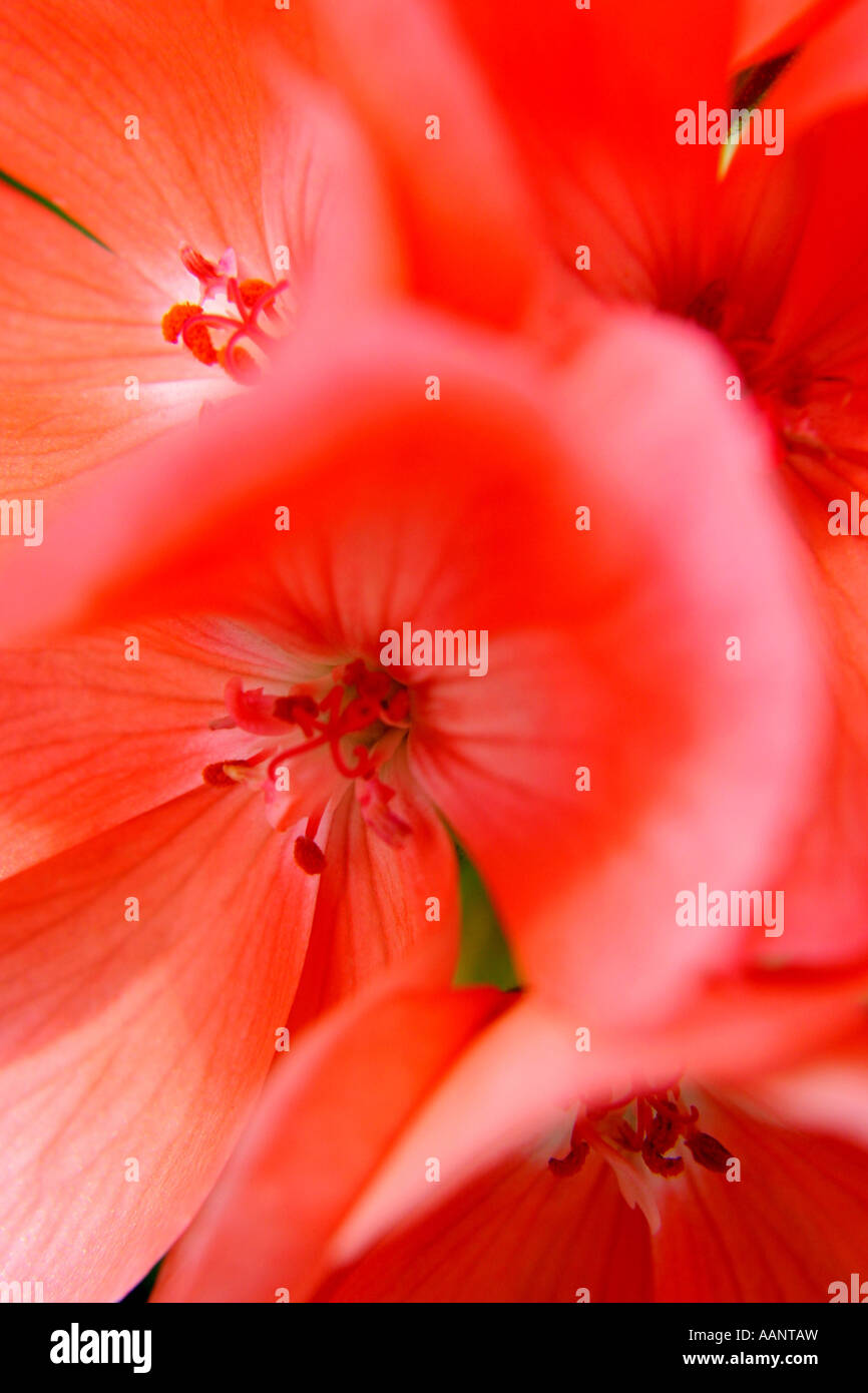 geranium (Pelargonium spec.), flowerdetail Stock Photo - Alamy